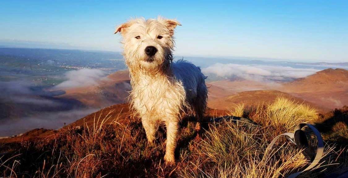 Downpatrick Clinic - Downe Veterinary Clinic