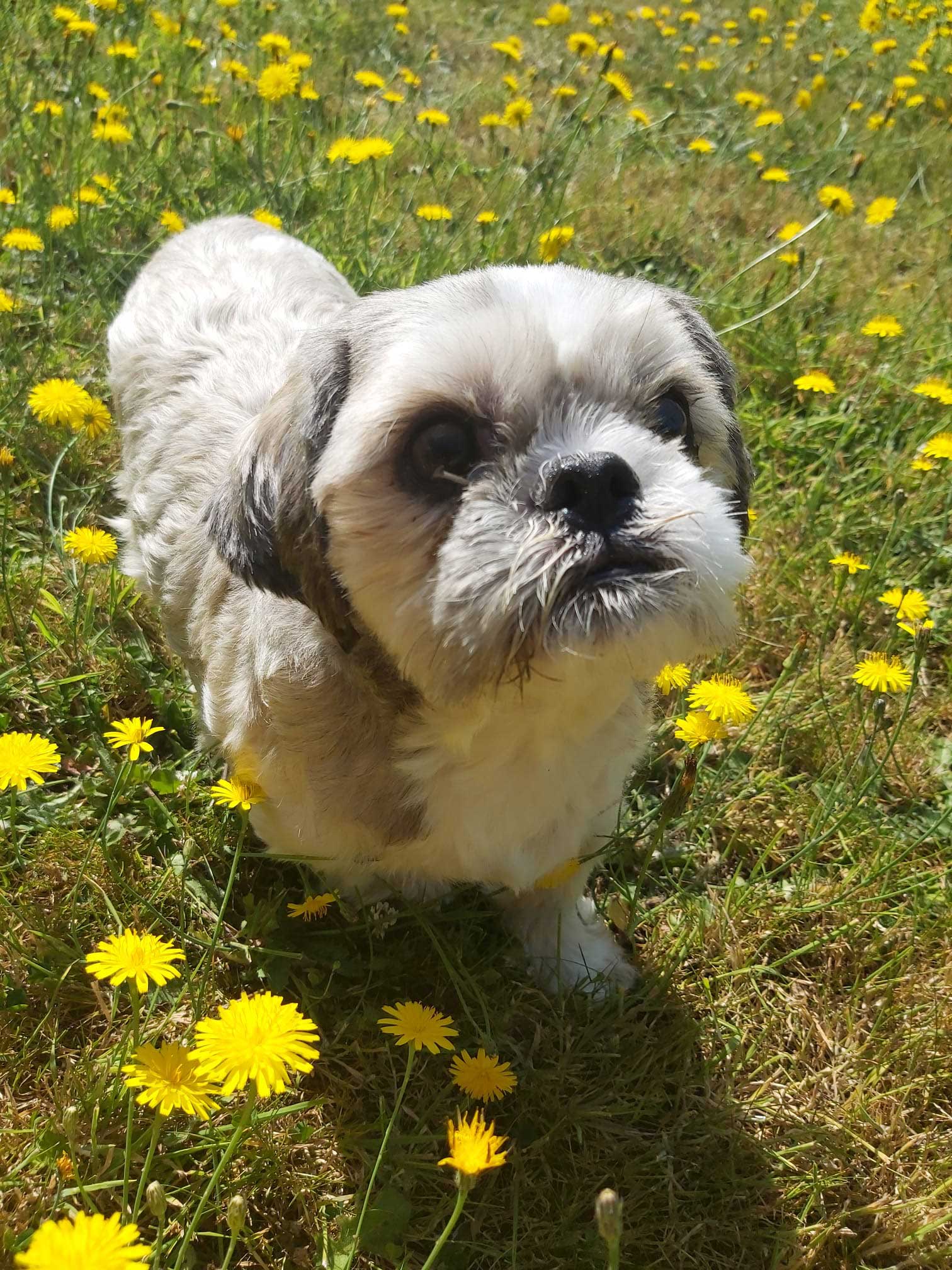 Downpatrick Clinic - Downe Veterinary Clinic