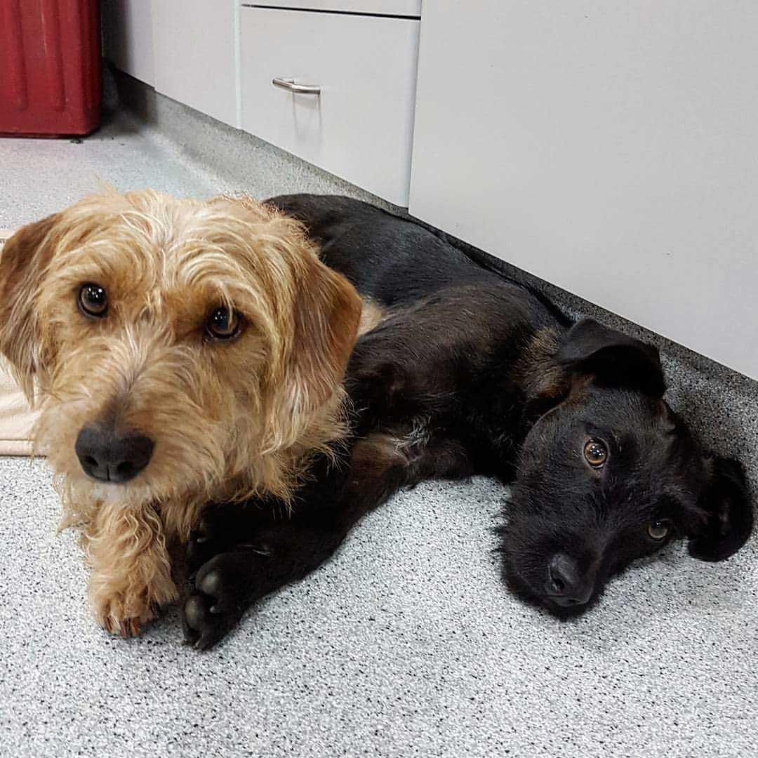 Downpatrick Clinic - Downe Veterinary Clinic